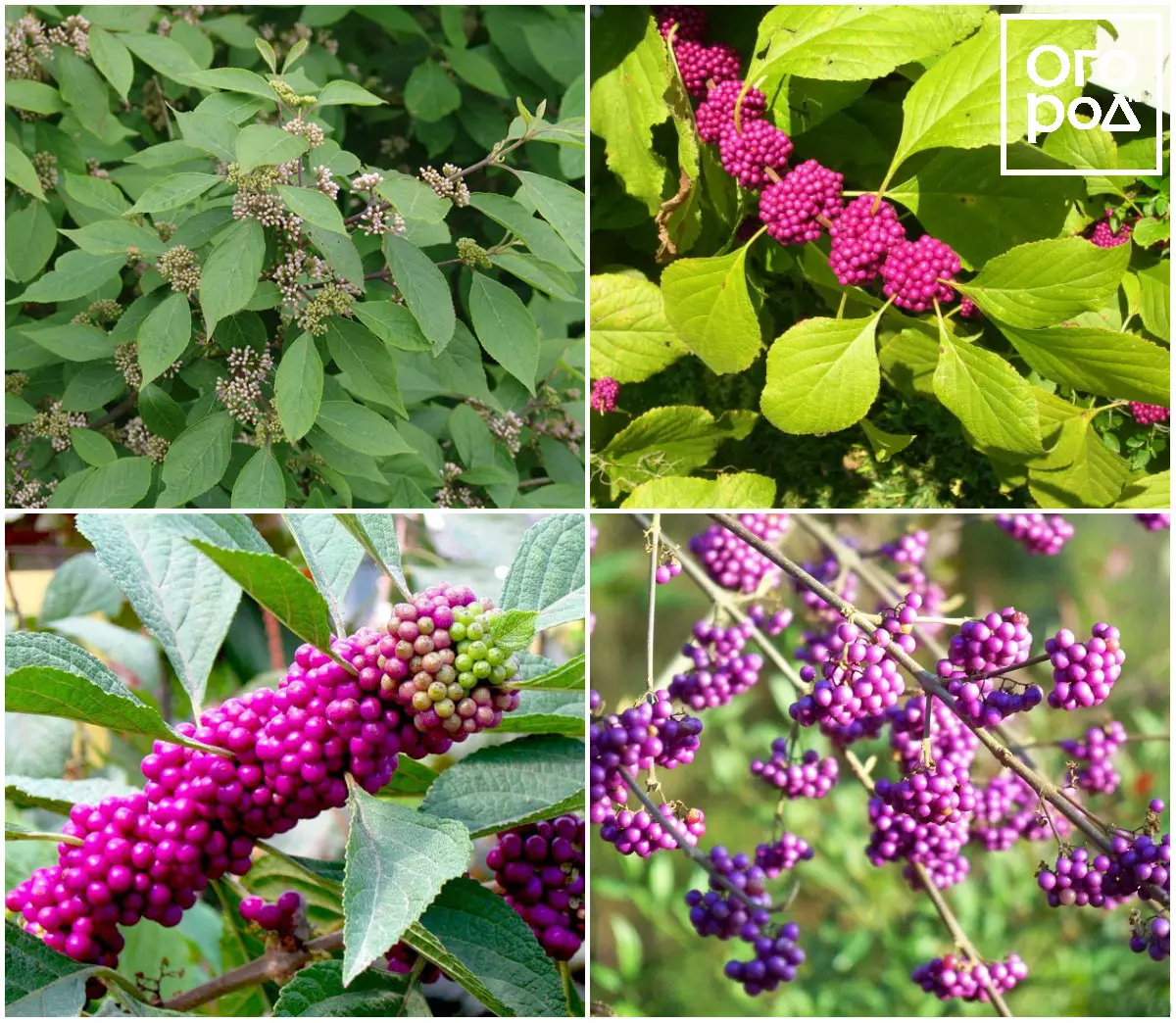 Berries tal-imħabba sabiħa