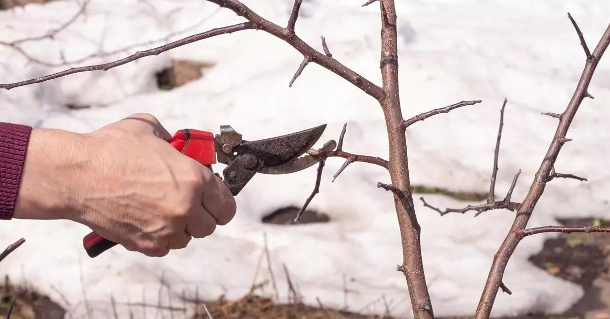 Si të blini pemë mollë në dimër - klasë të detajuar master me foto