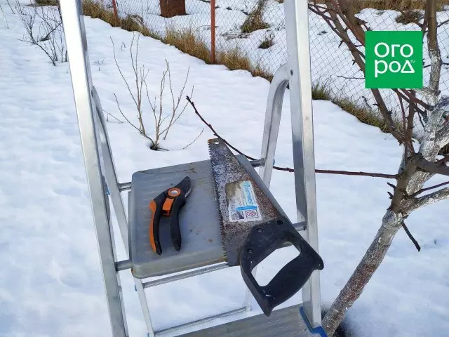 Apple Tree Trimming