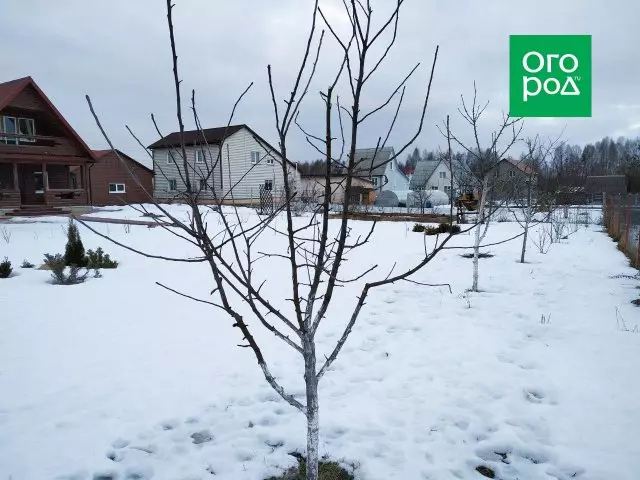 Trituració d'arbre de poma