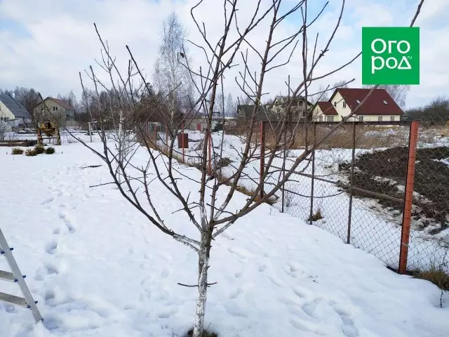 Apple Tree Trimming