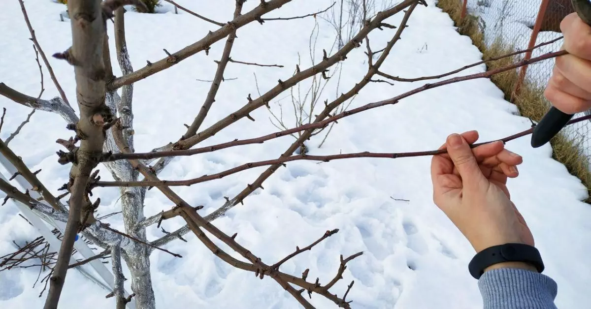 Si të shkurtojë një dardhë në dimër - një klasë master të detajuar me një foto