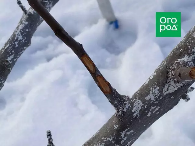 Pegadas de dentes de lebre na crosta