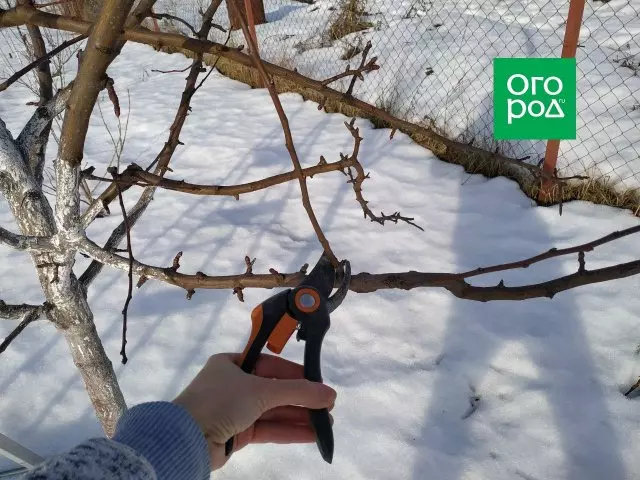 Mariha a pruning a prunars