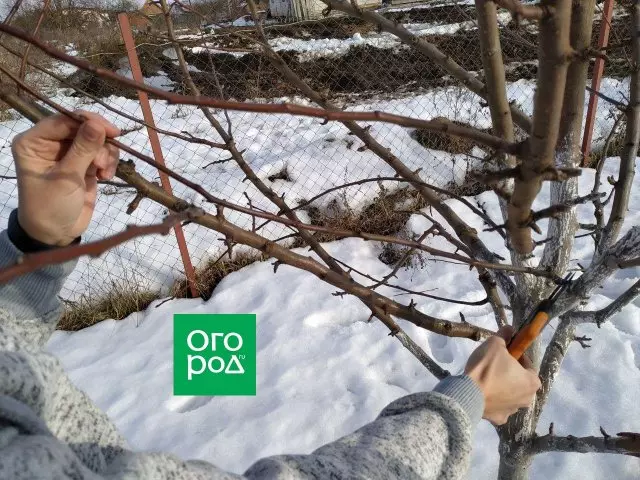 Mariha a pruning a prunars