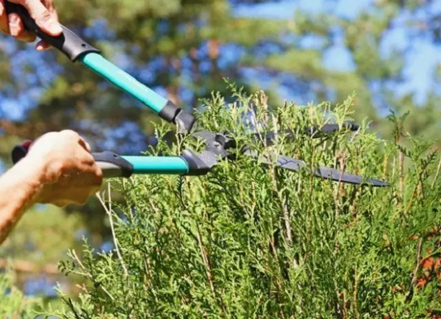 koner på tis cypressovka hur man blir av