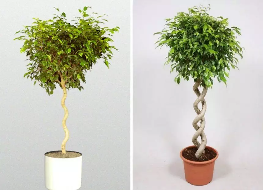 Ficus Benjamin.