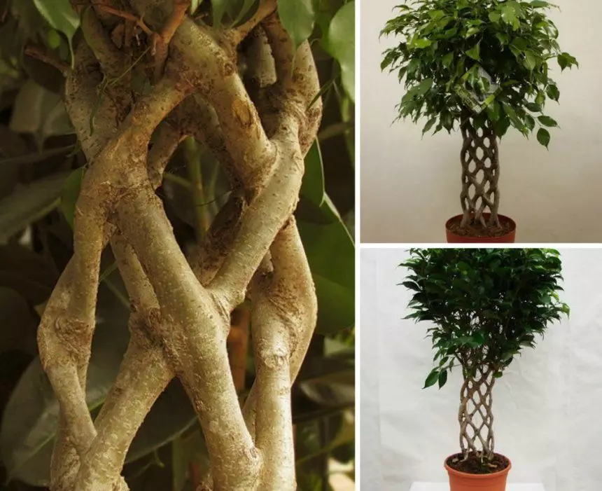 FICUS Benjamin