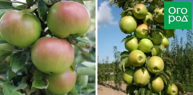 Siġar tat-tuffieħ tal-kolon