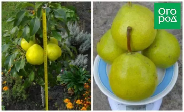 कोलन च्या PEARS