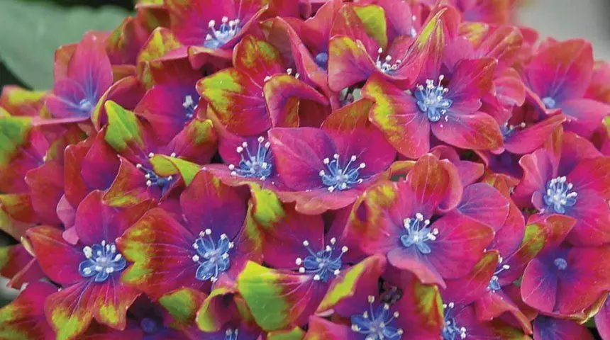 : Hortensia Gram