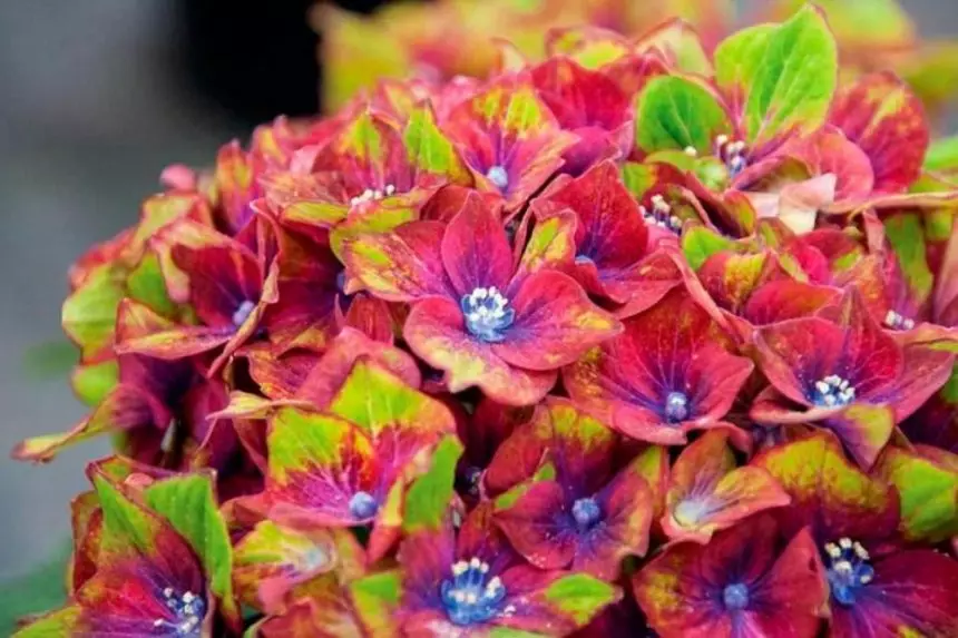 Hydrangea Glam Rock