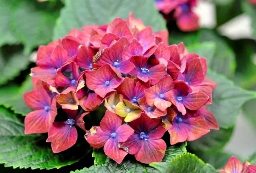 Hydrangea Glam Rock