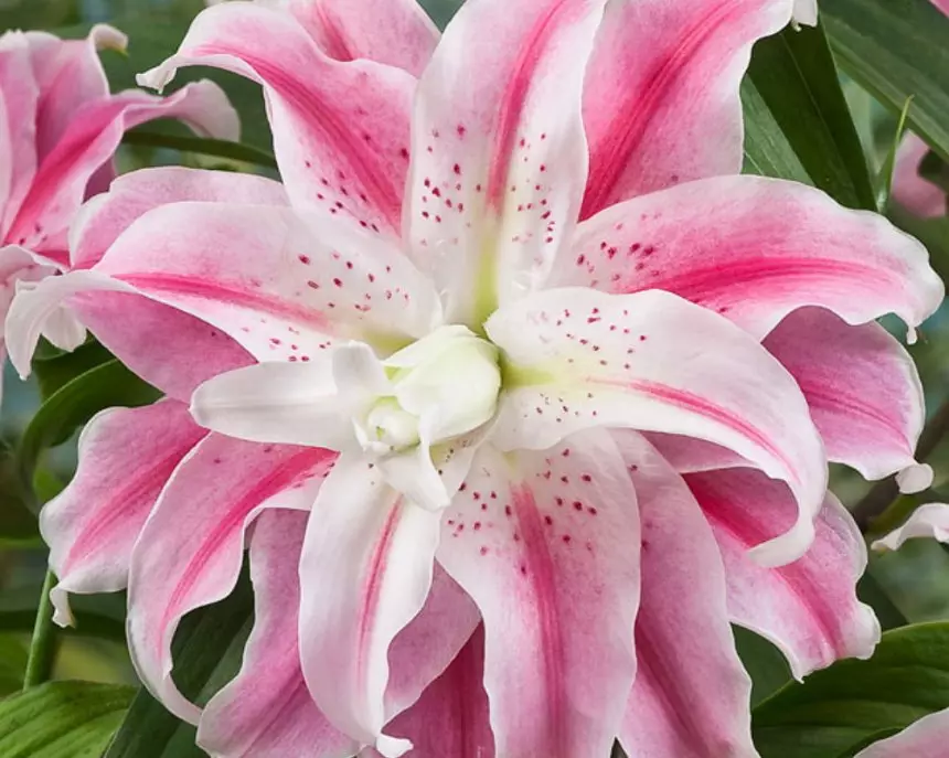 Lily Magic Star.