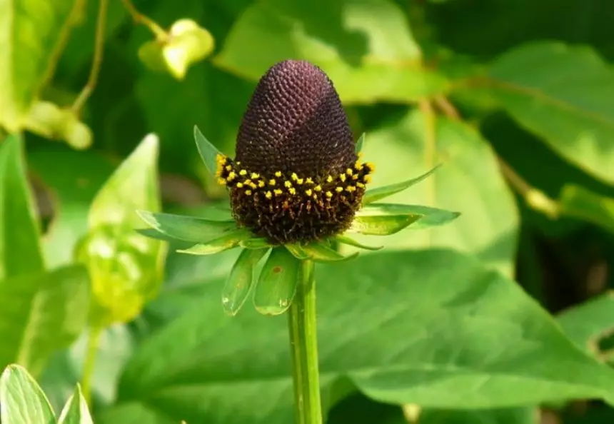 Rudbeckia Green Wizard.