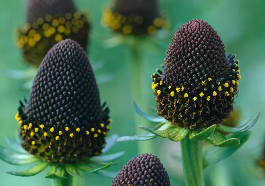 Rudbeckia معالج الأخضر