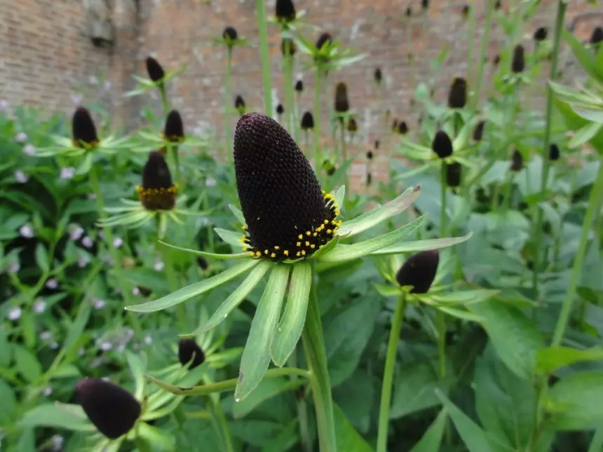 Rudbeckia Green Wizard.