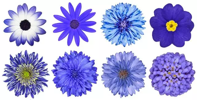 Blaue Farbe in der Landschaftsdesignwert-Schattierungen Pflanzen Blumen