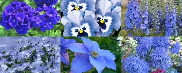 Blaue Farbe in der Landschaftsdesignwert-Schattierungen Pflanzen Blumen