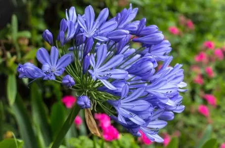 Grundstück in blauen Farben: Pflanzen, Akzente und Funktionen 5257_13