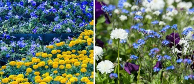 Blaue Farbe in der Landschaftsdesignwert-Schattierungen Pflanzen Blumen