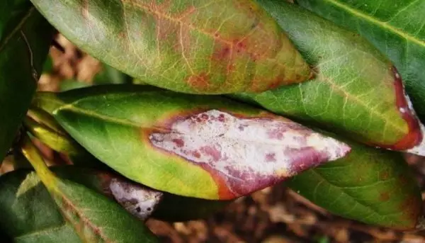 kas ir slims rhododendron plankumainas lapas