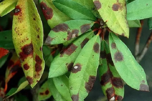 ¿Qué es las hojas manchadas del rododendro enfermo?