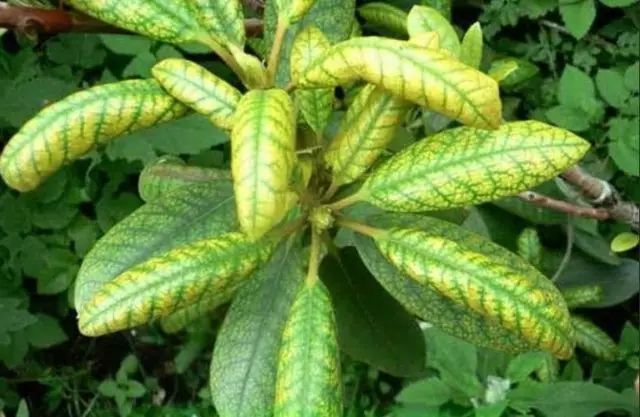 অসুস্থ rhododendron কি পাতা আছে