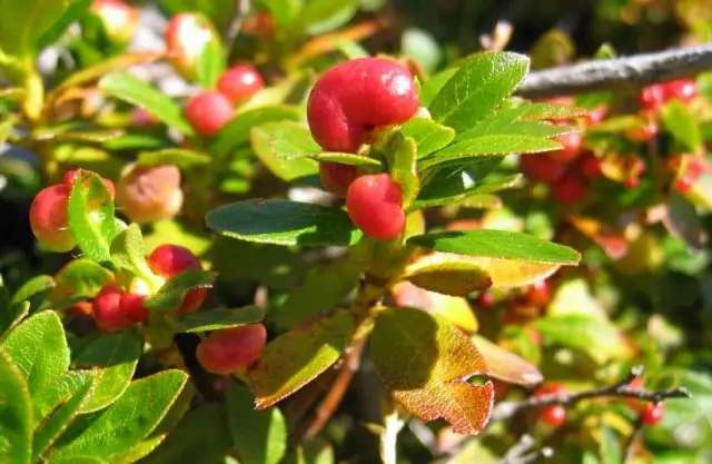 kio estas malsana rododendron-makulitaj folioj