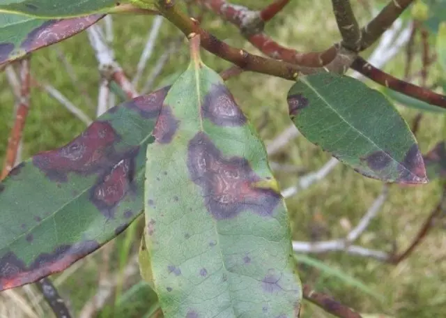 što je bolestan rhododendron uočio lišće