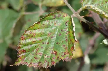 Leaf rhododendron sokay: Ny karazany mampidi-doza indrindra sy ny fitsaboana azy ireo 5260_3