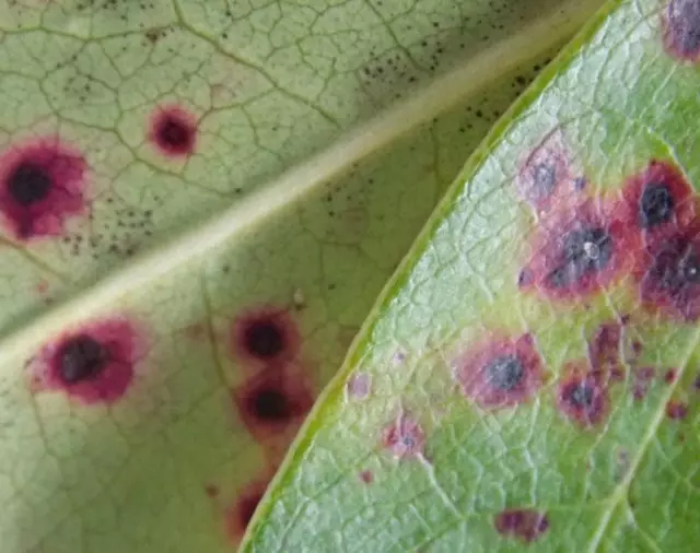 Mikä on sairas Rhododendron Spotted Leaves