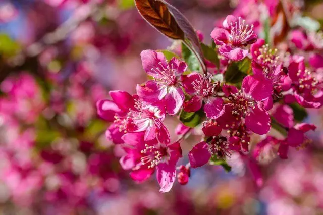 裝飾蘋果花