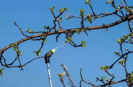 Грижа за грозје од пролет до есен - Корисни совети почетници 5273_6