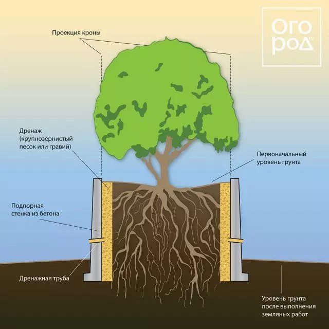 Como salvar árvores de floresta antigas em um enredo durante a construção da casa 5277_11