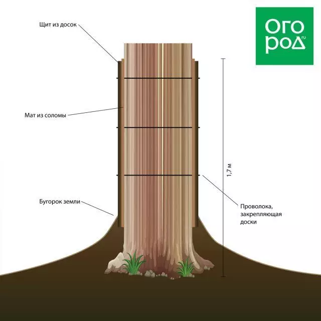 Como salvar árvores de floresta antigas em um enredo durante a construção da casa 5277_13