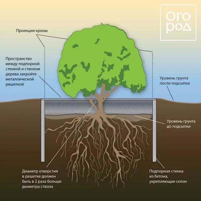 Como salvar árvores de floresta antigas em um enredo durante a construção da casa 5277_3