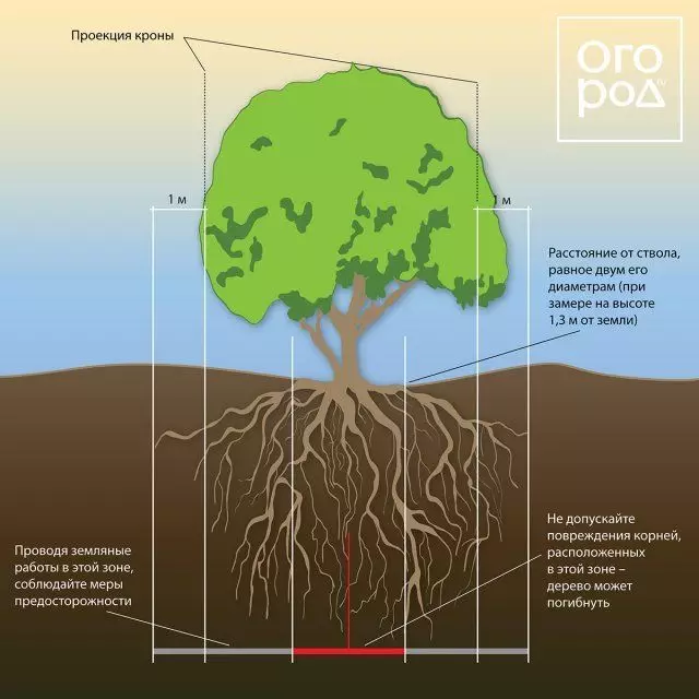 Como salvar árvores de floresta antigas em um enredo durante a construção da casa 5277_5