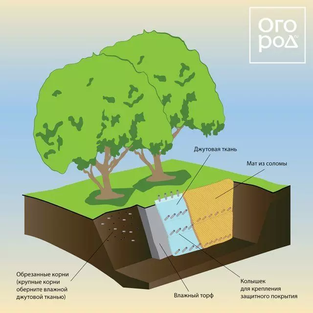 Como salvar árvores de floresta antigas em um enredo durante a construção da casa 5277_7