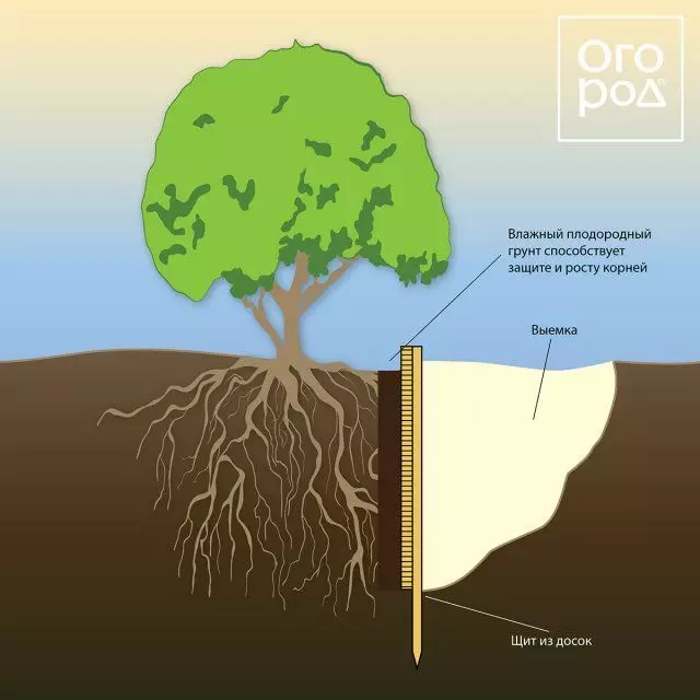 Como salvar árvores de floresta antigas em um enredo durante a construção da casa 5277_9