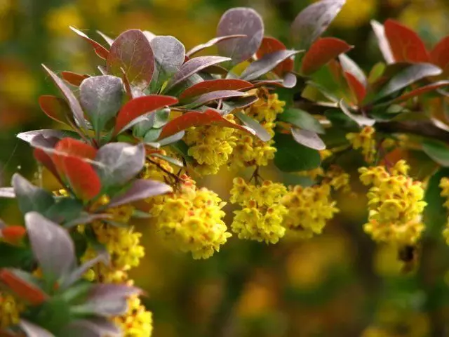 Cvijet Barbaris Tunberg