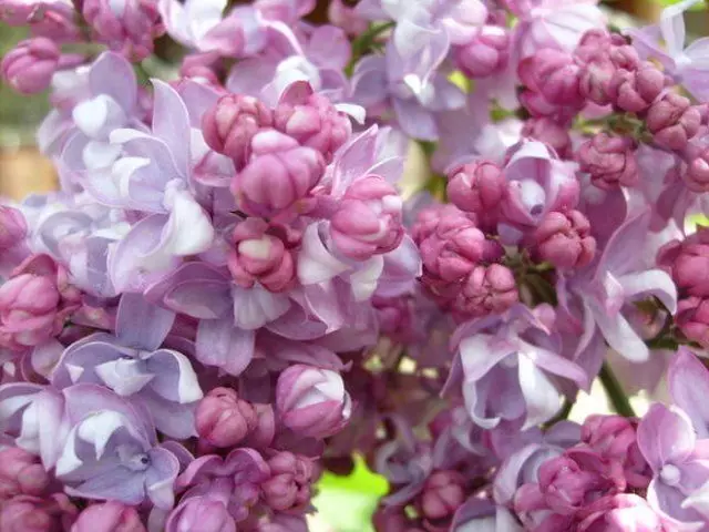 Moskvanın gözəlliyinin Terry Lilac