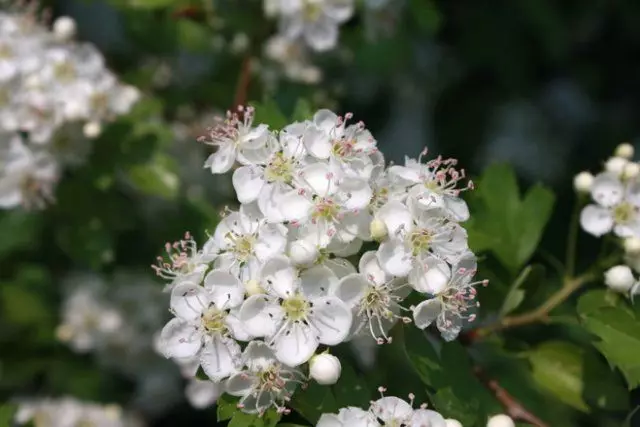 Hawthorn