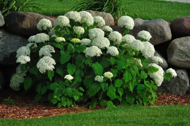 Hydrangea