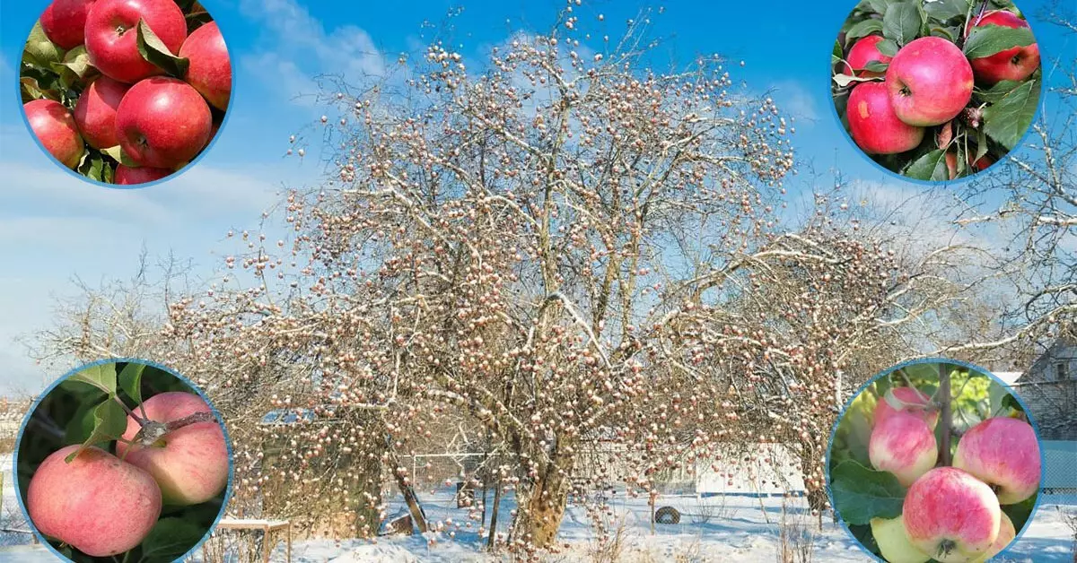 Pema e Apple për Uralet - 10 varietetet më të mira