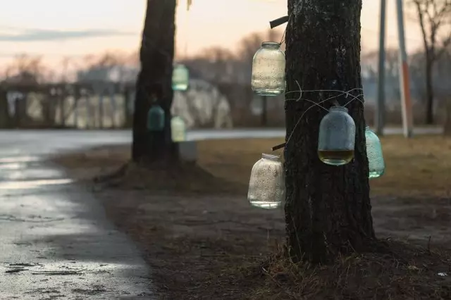 Jars with juice on birch