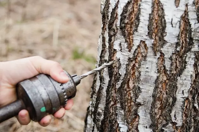 Drill birch to collect juice