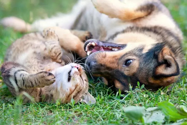 Gatto e cane nel paese