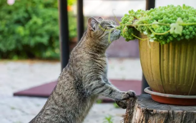 Gato no país