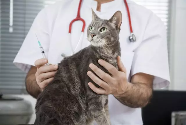 Vacinação do gato.